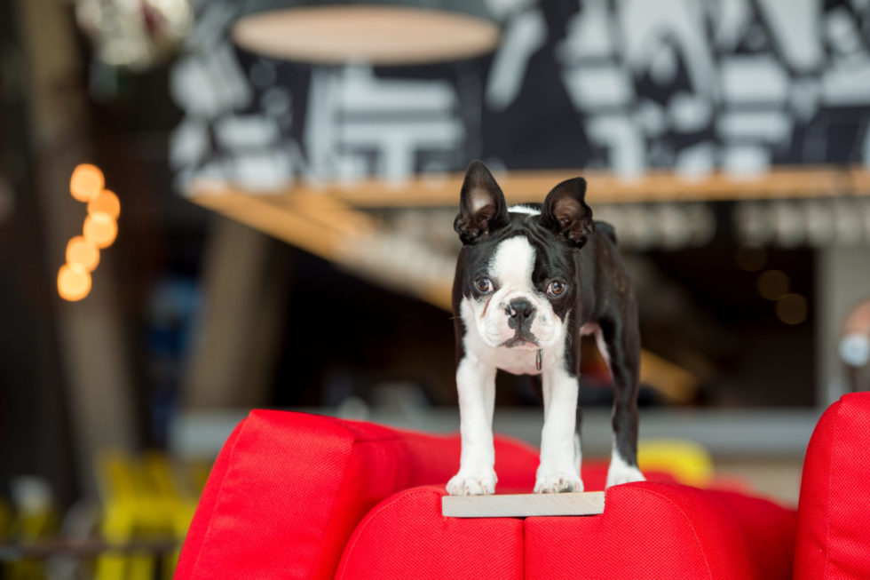 Cape Town's Radisson RED Hotel Goes Green