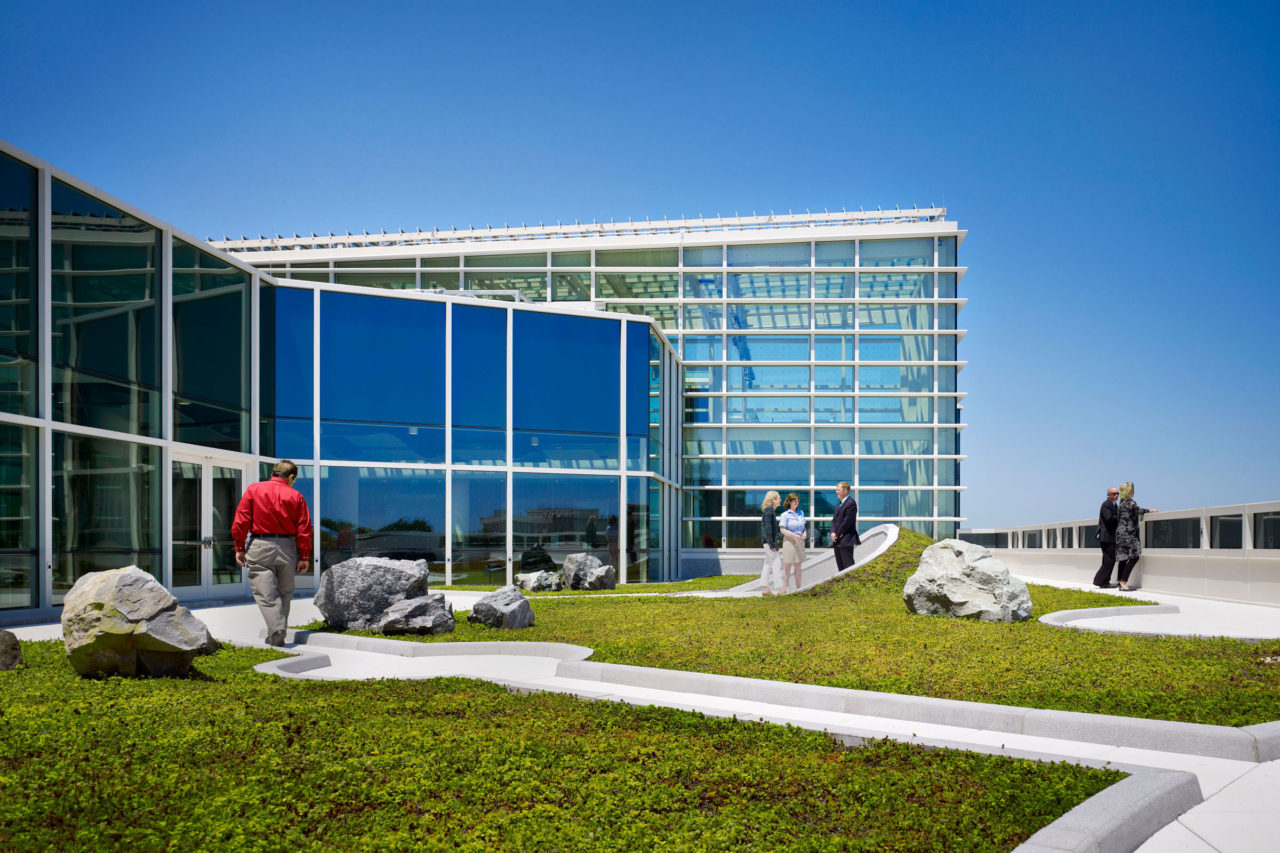 A Guide to Understanding and Installing Green Roofs in 2025