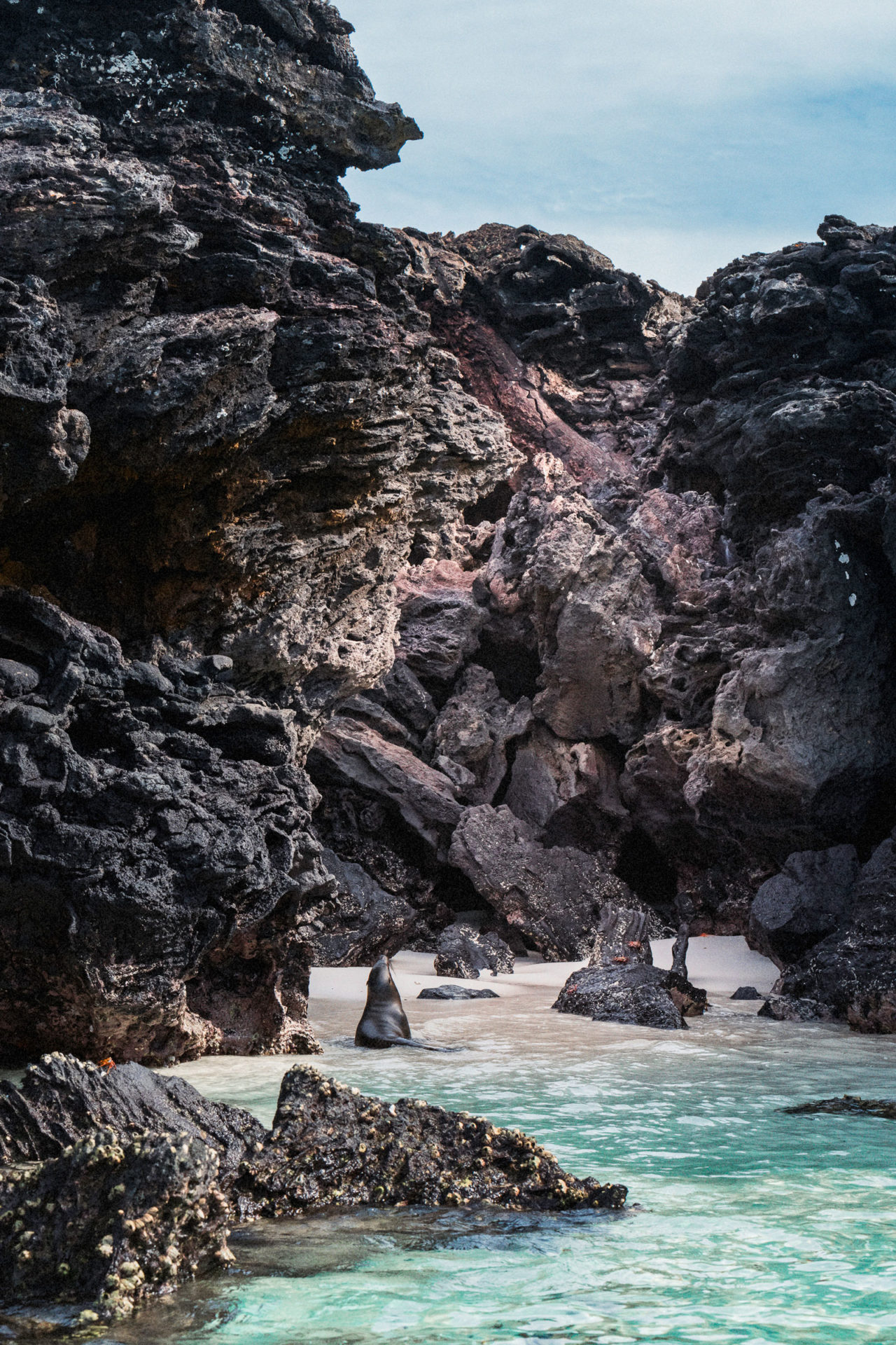 Exploring Ecotourism and the Galápagos Islands - gb&d