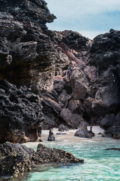 Exploring Ecotourism and the Galápagos Islands - gb&d